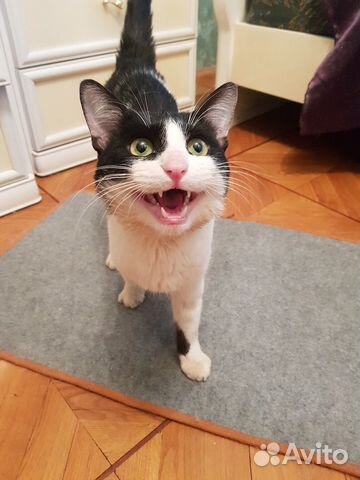 Кот Феня, 2 года, в дар