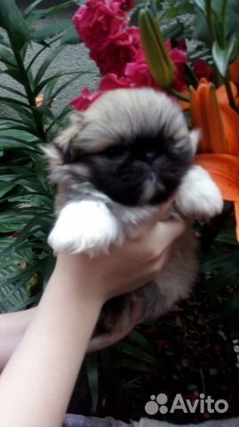 Пекинесик-мальчик