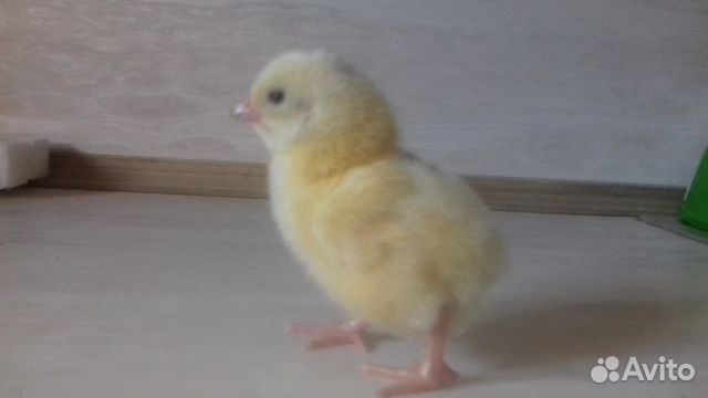 Молодняк сельскохозяйственной птицы сезон 2020