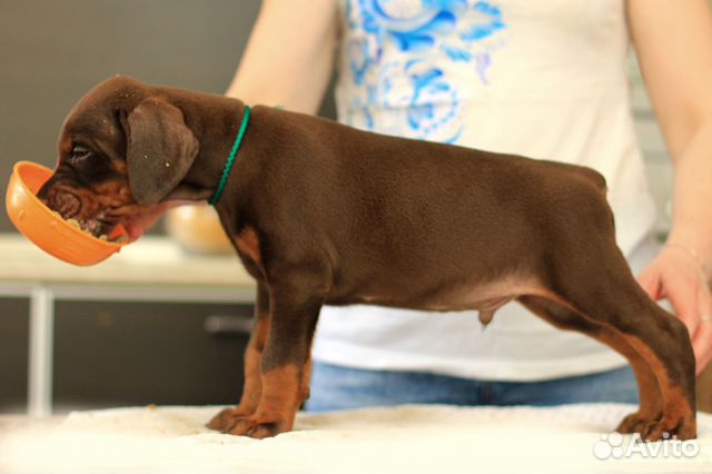 Кобель доберман