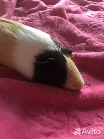 Морская свинка