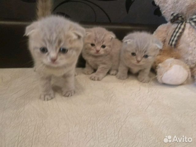 Котята Британцы