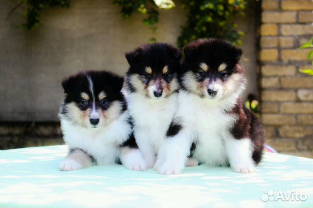 Щенки колли триколорные