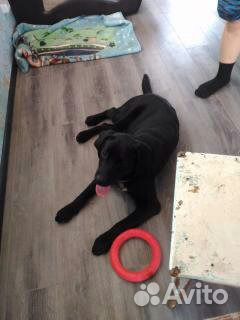 Щенок лабрадора 8 мес