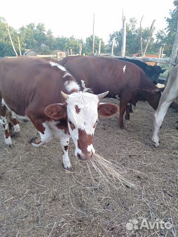 Тёлки покрытые