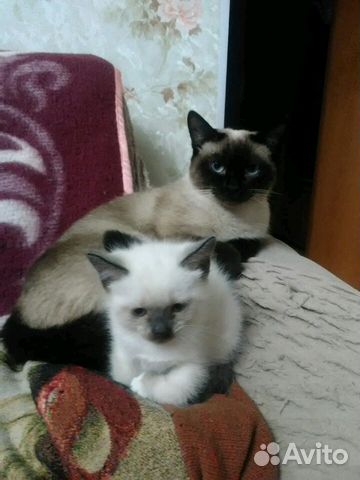 Котенок тайский мальчик