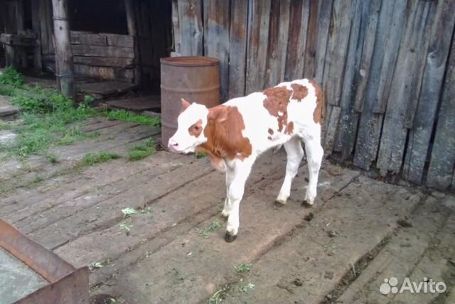 Бычки месячные