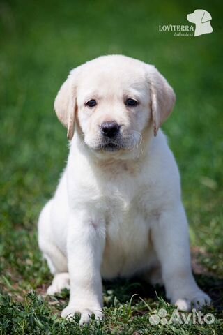Щенки лабрадора из Питомника