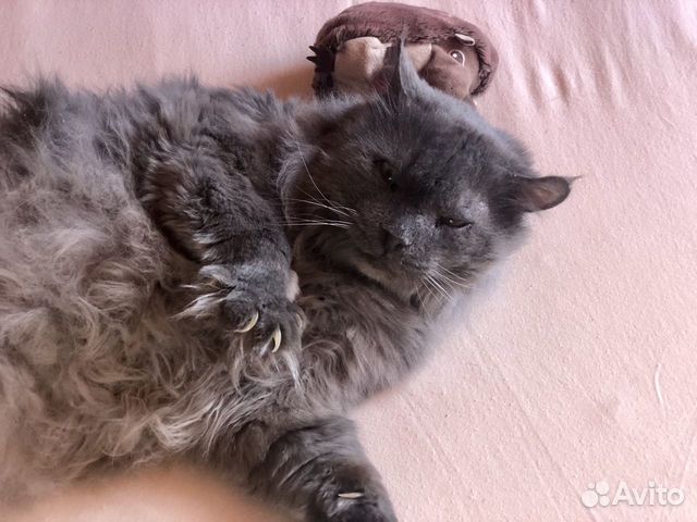 Кот (Селкирк-рекс)