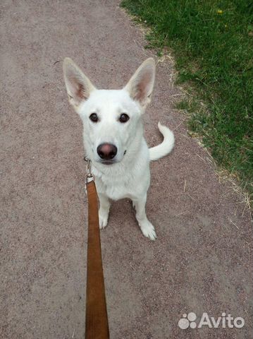 Белый щенок ищет дом