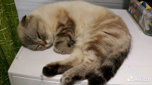 Вислоухий шотландец - котик ищет дом