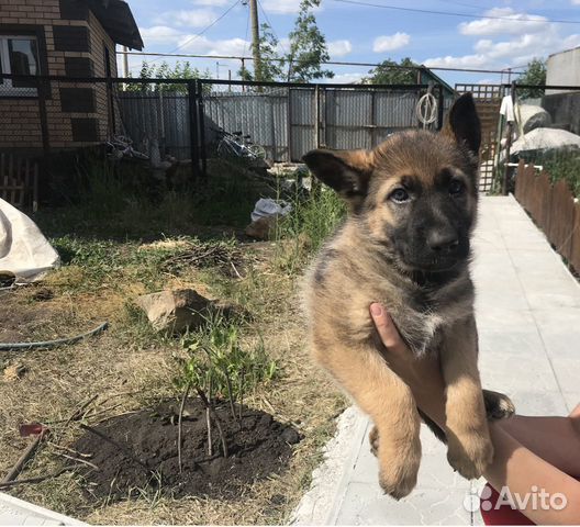 Щенок немецкой овчарки