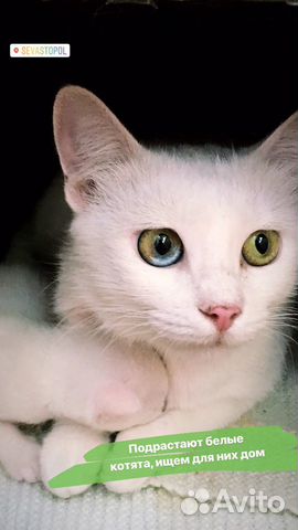 Ищем дом белым котятам