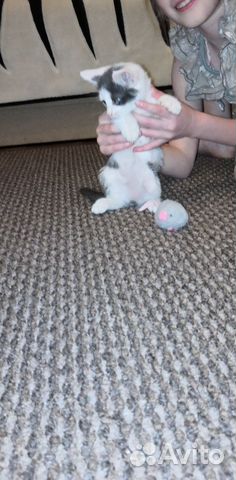 Котенок Люсьен в добрые руки