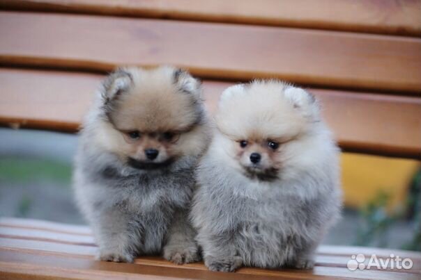 2 брата померанского Шпица