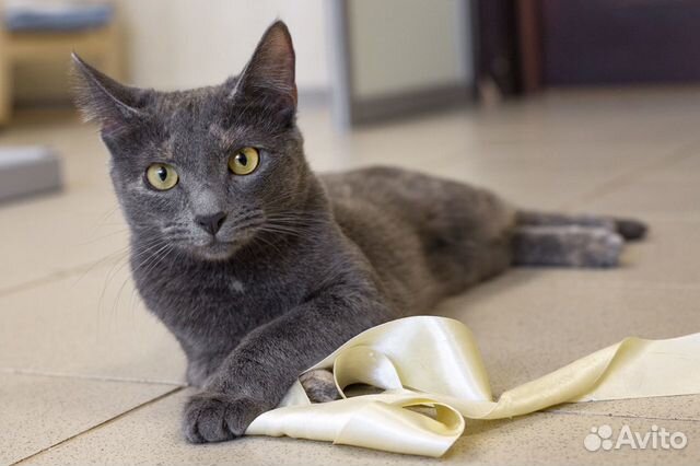 Годовалая трёхцветка Варя - метис русской голубой