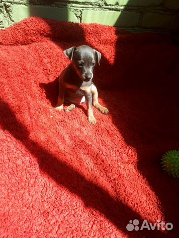 Той терьерчик, девочка лилово голубая с подпалом