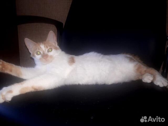 Котёнок Кокос