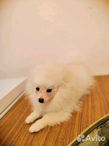 Шпиц померанский