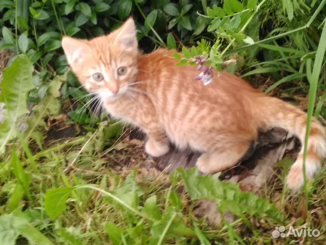 Котёнок мальчик 2 мес в добрые руки