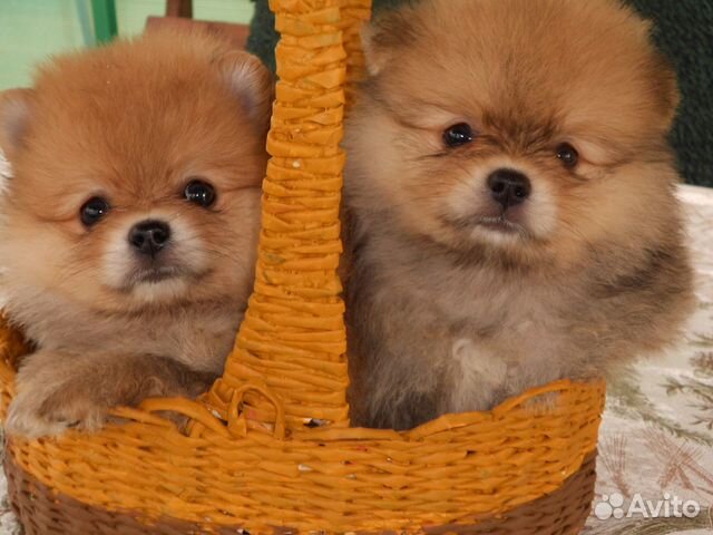 Мини щеночек мишутка-топтыжка