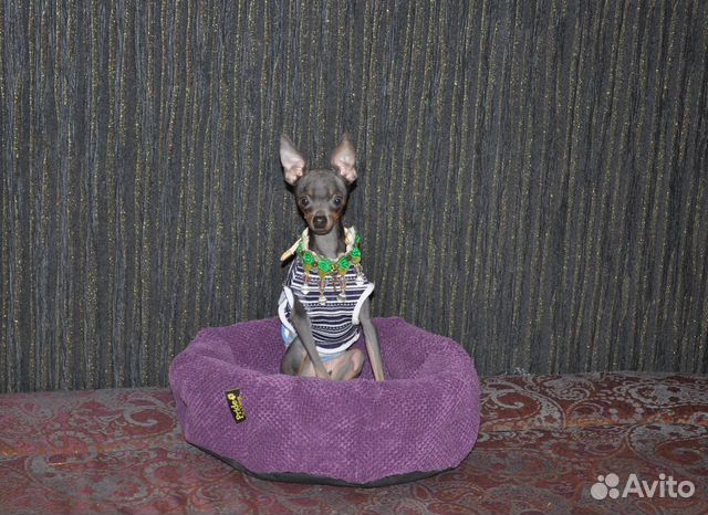 Вязка. Жених оленёнок той-терьер