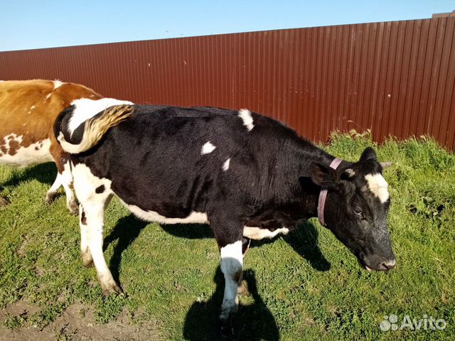 Нетель стельная