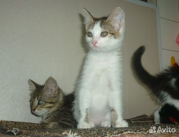 Мурка) котенок, 2 мес