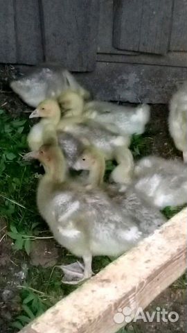 Гусята на мясо, супер тяжеловес и другая птица в с