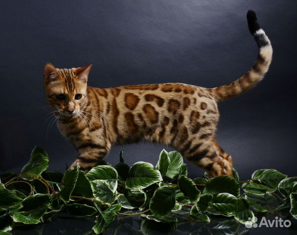 Бенгальская кошка(стерилизована)