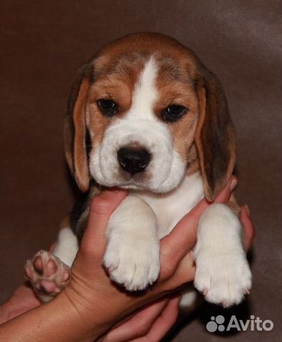 Биглюшки - плюшевые ушки