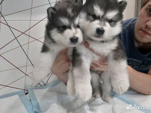 Щенки Аляскинского маламута