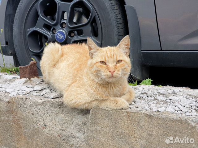 Отдам котика