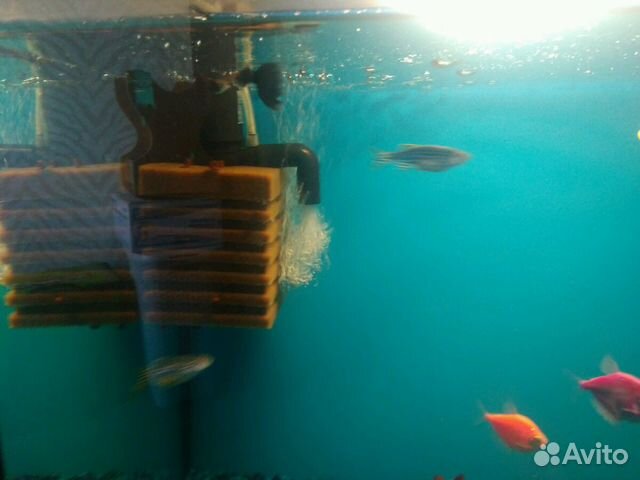 Аквариумные рыбки