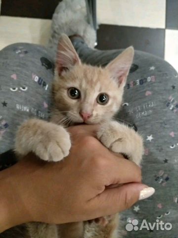Котенок рыжий