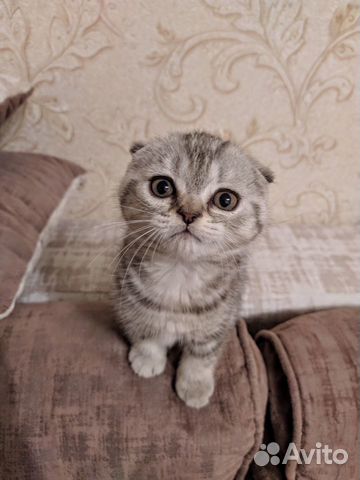 Мраморная котятина