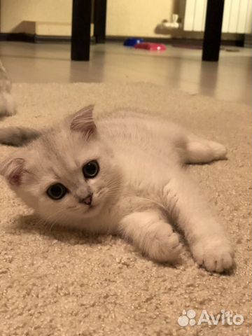 Шотландский котёнок фолд серебристая шиншилла