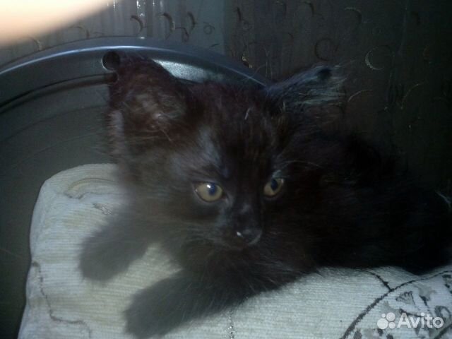 Котята от ангорской кошки