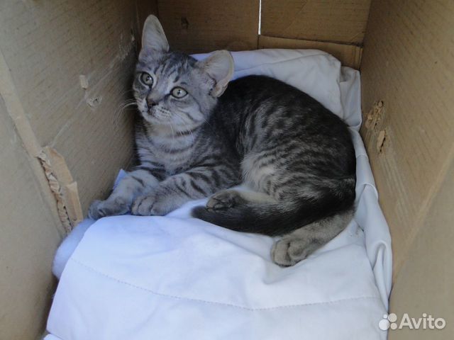 Покалеченный малыш ждет помощи