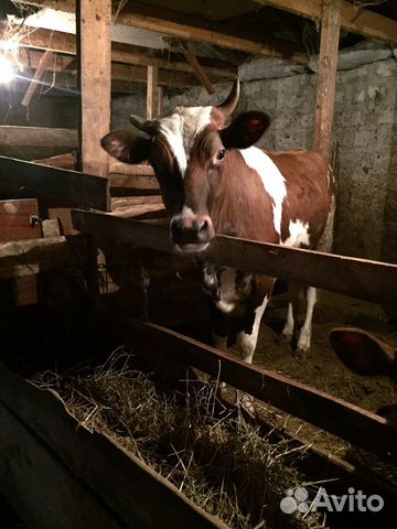 Продаётся бык годовалый и телка 1,5 Звоните