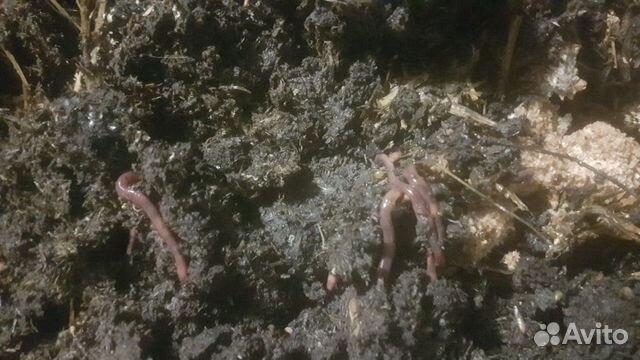 Калифорнийские черви