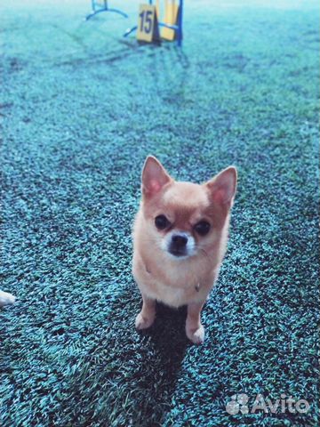 Маленький метис шпица ищет лучшего владельца