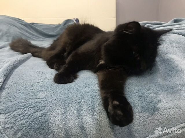 Кот (котик) Борька