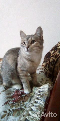Котенок Муся 7мес, стерилизованная, ласковая