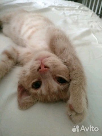 Рыжий котенок мальчик