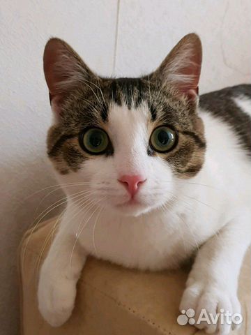 Молодой котик Максик ищет дом