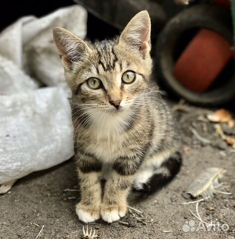 Безпородная