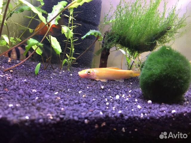 Сом в аквариум