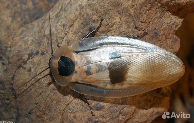 Тараканчики Blaberus giganteus