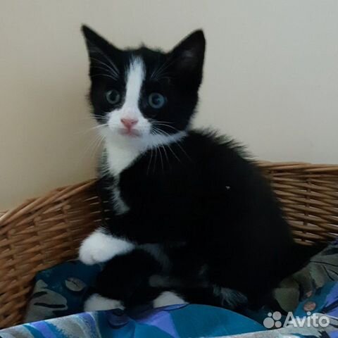 Образцовый котенок, 2 мес